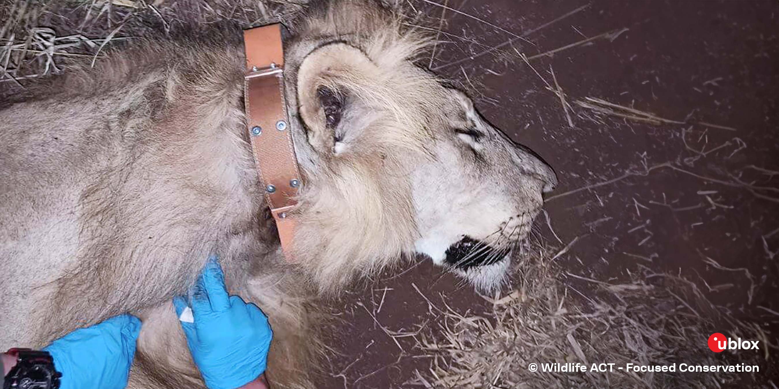 Tracking and monitoring endangered wildlife for conservation,