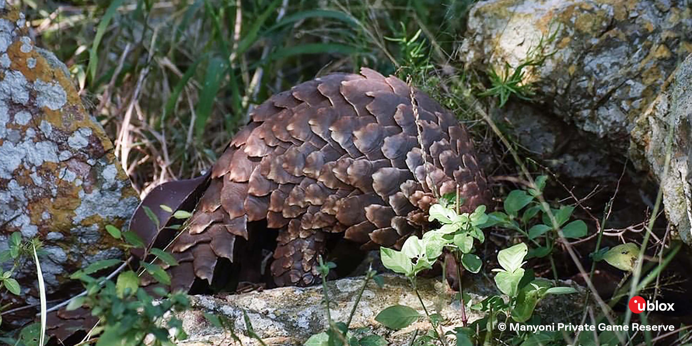 Tracking and monitoring endangered wildlife for conservation,
