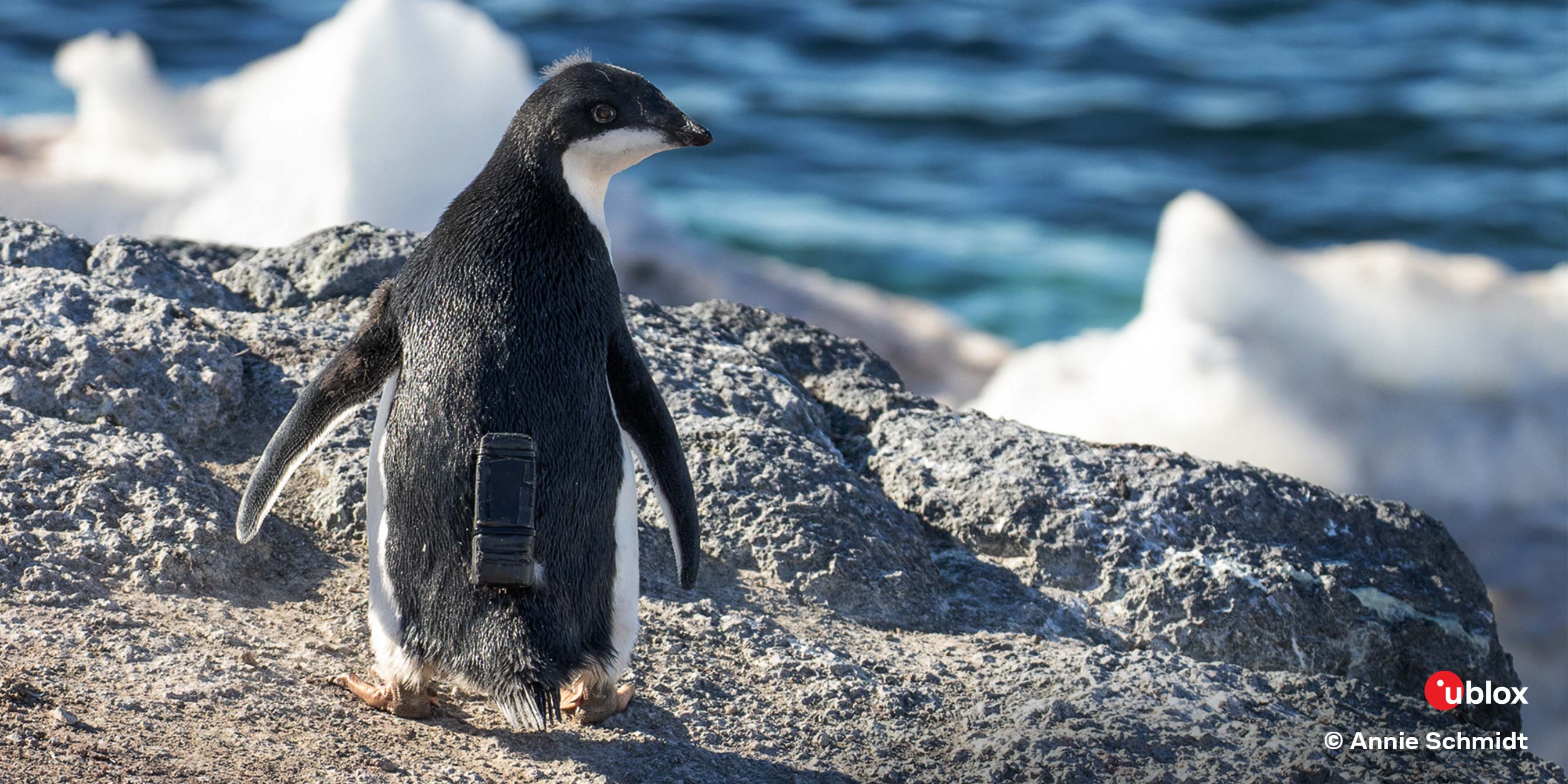 Tracking and monitoring endangered wildlife for conservation,