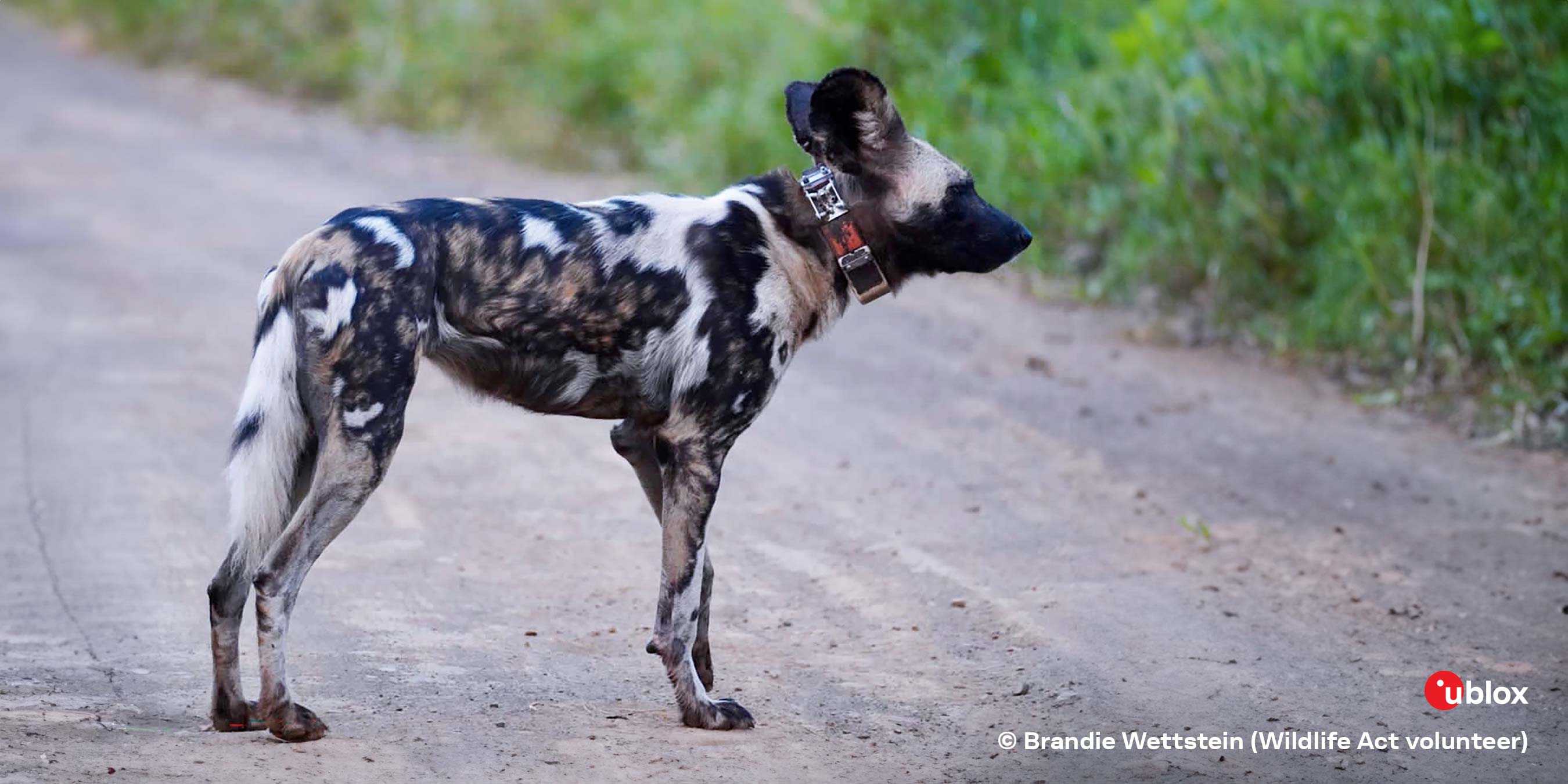 Tracking and monitoring endangered wildlife for conservation,