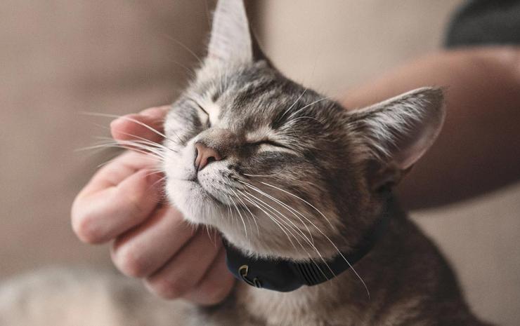 Don't lose your cat: Pet tracking goes global with ultra-low