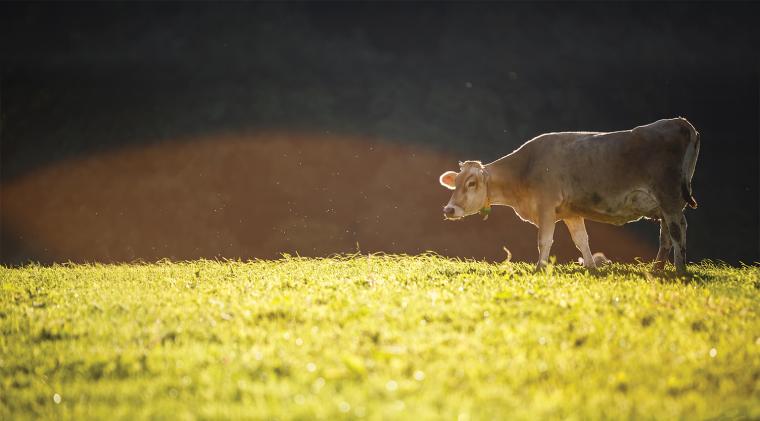 IoT tracking for livestock monitoring | u-blox